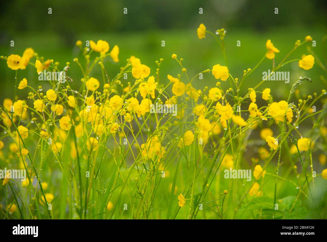 Yellow buttercups with drops of morning dew on a blurred background as ...