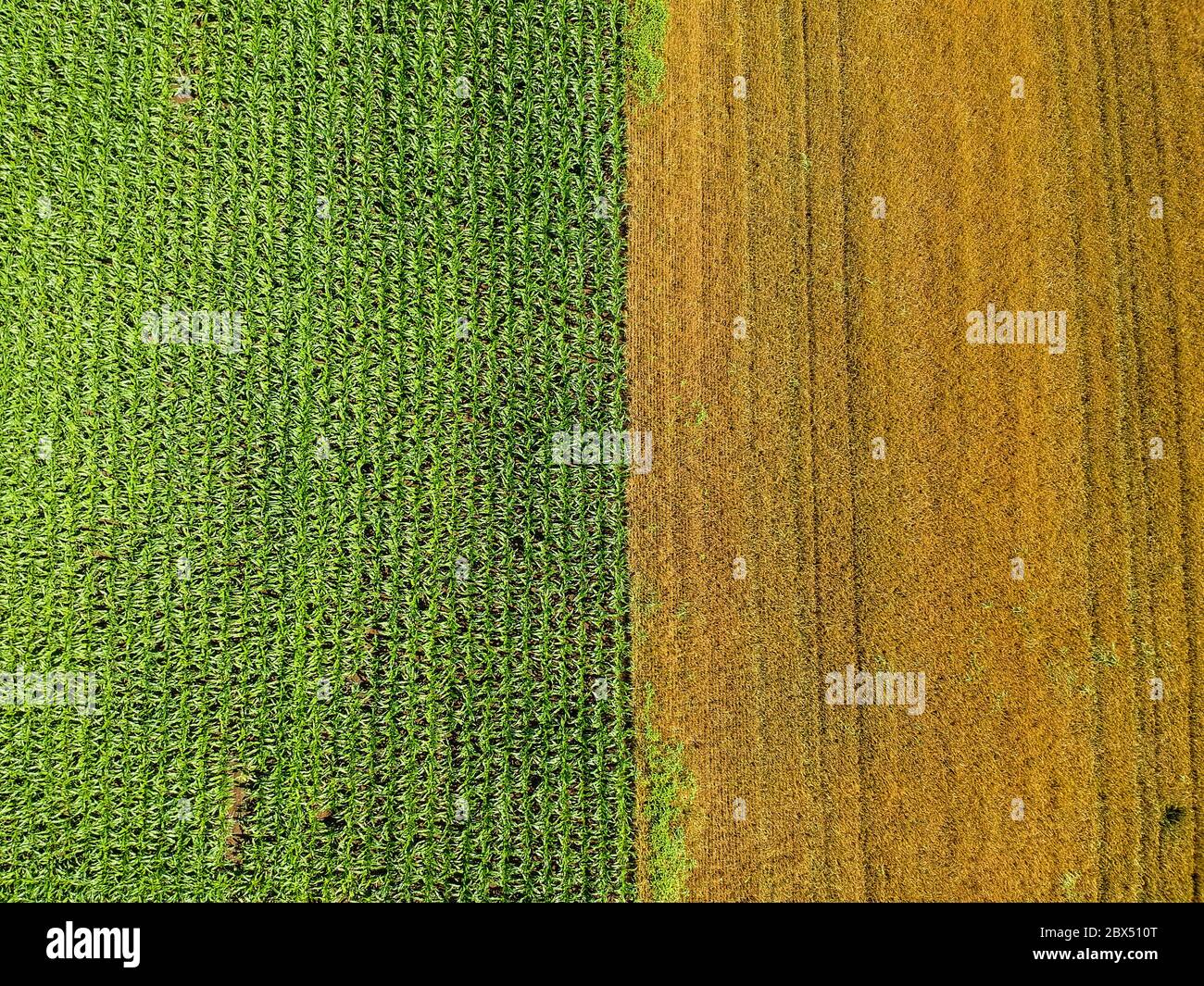 Border between a maize field and a wheat field Stock Photo - Alamy