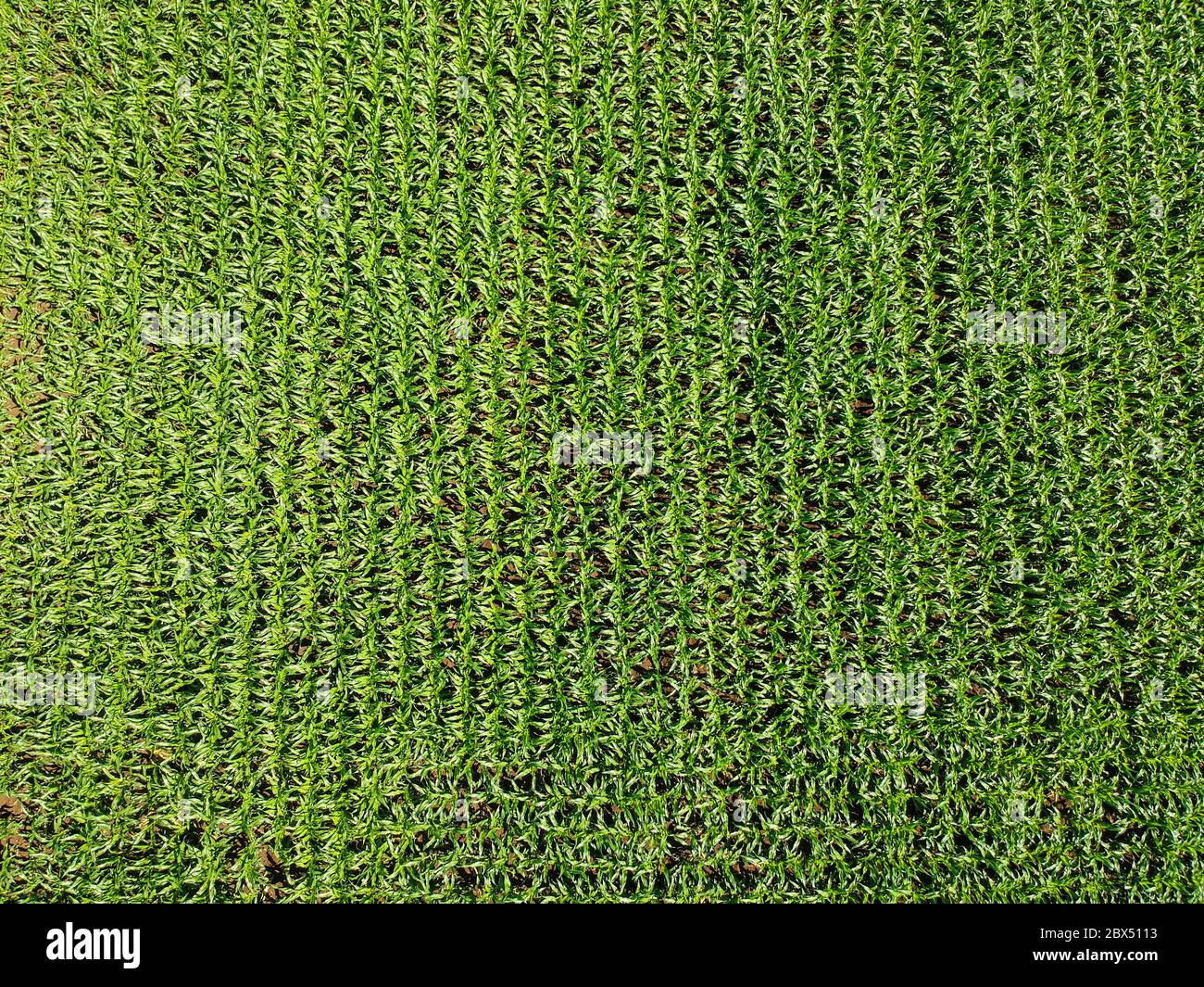 Aerial view of a maize field Stock Photo - Alamy