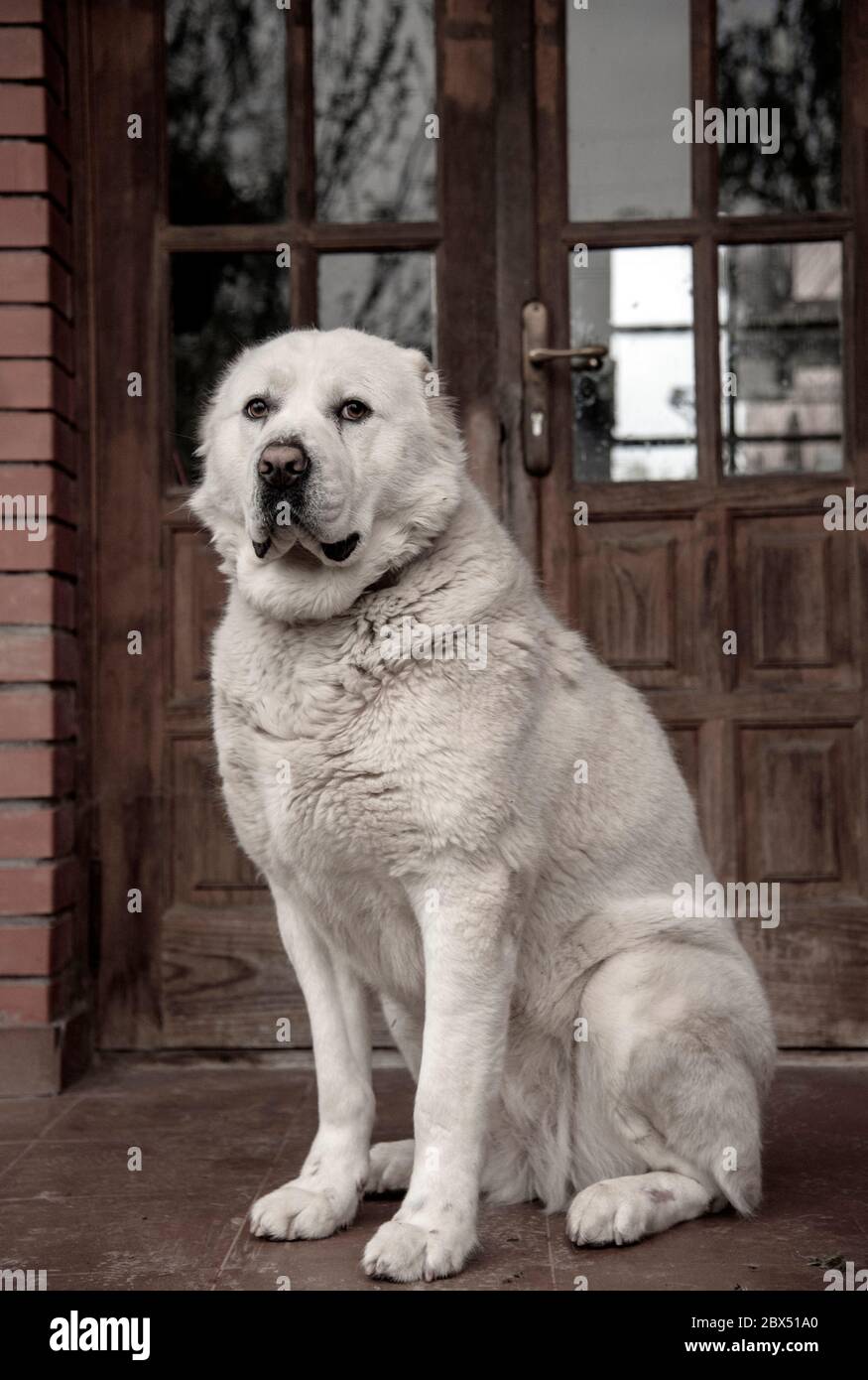 Angry dog door hi-res stock photography and images - Alamy