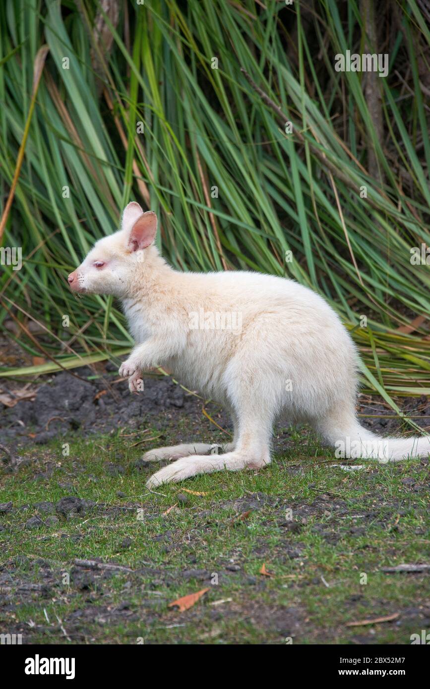 Bennett's albino wallaby a rare genetic mutation Brune Island Tasmania ...