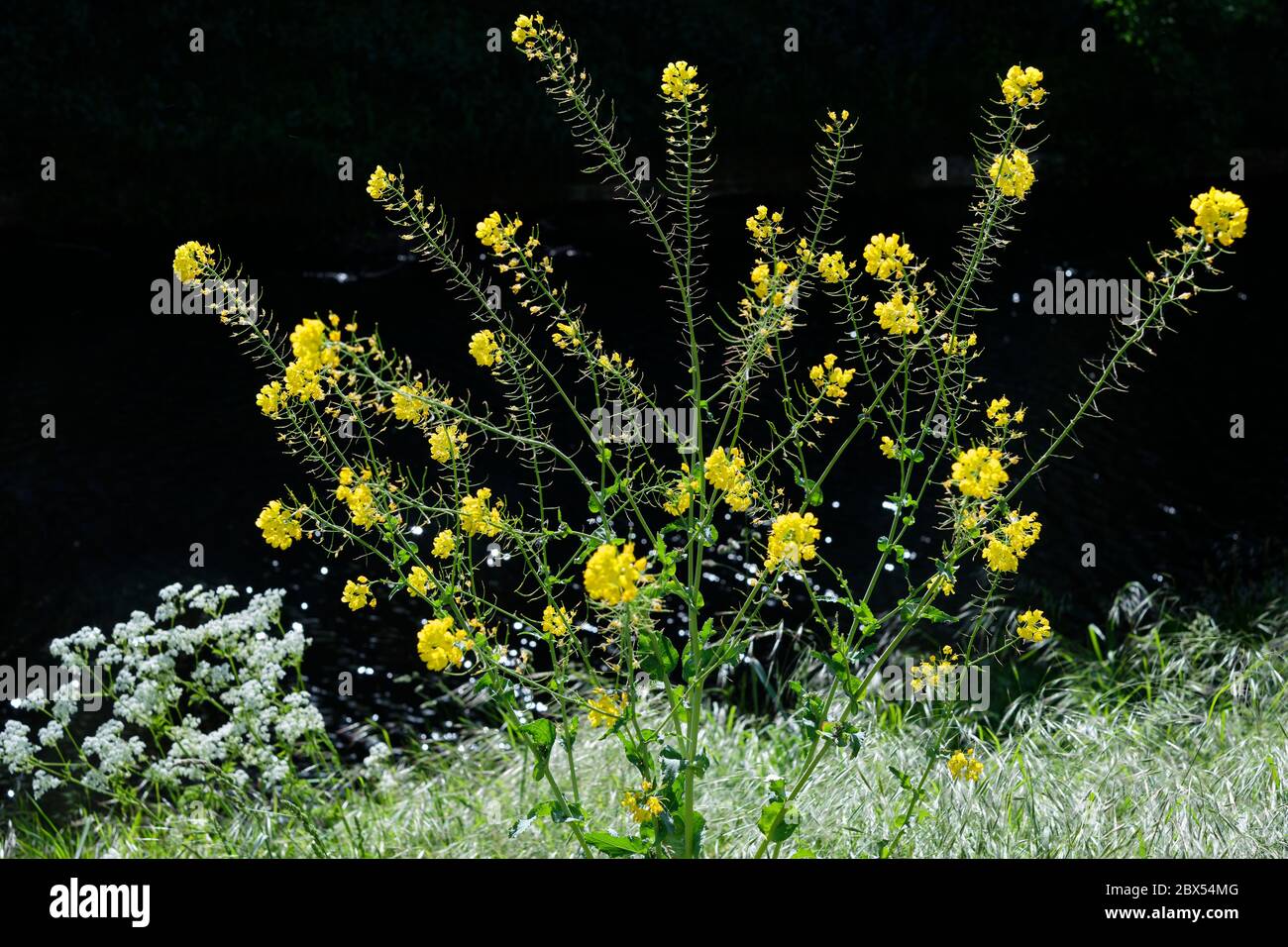 Gras, bloemen en onkruid langs een kade van een gracht in de stad ...