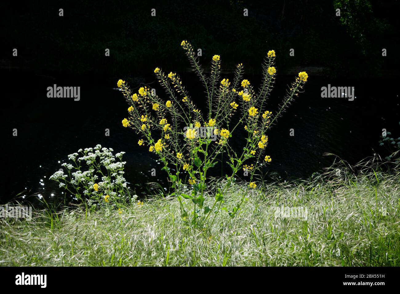 Gras, bloemen en onkruid langs een kade van een gracht in de stad ...
