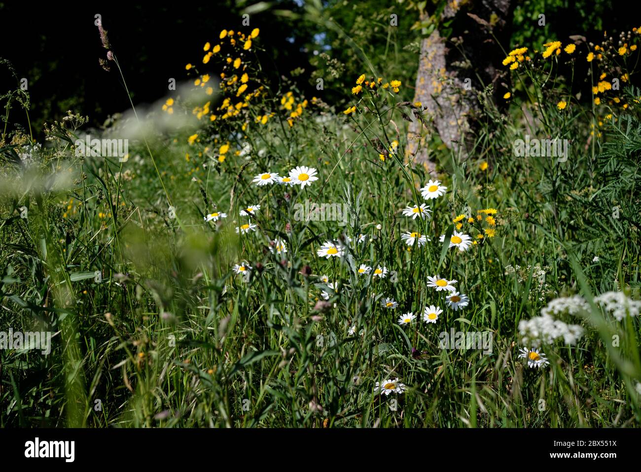 Gras, bloemen en onkruid langs een kade van een gracht in de stad ...