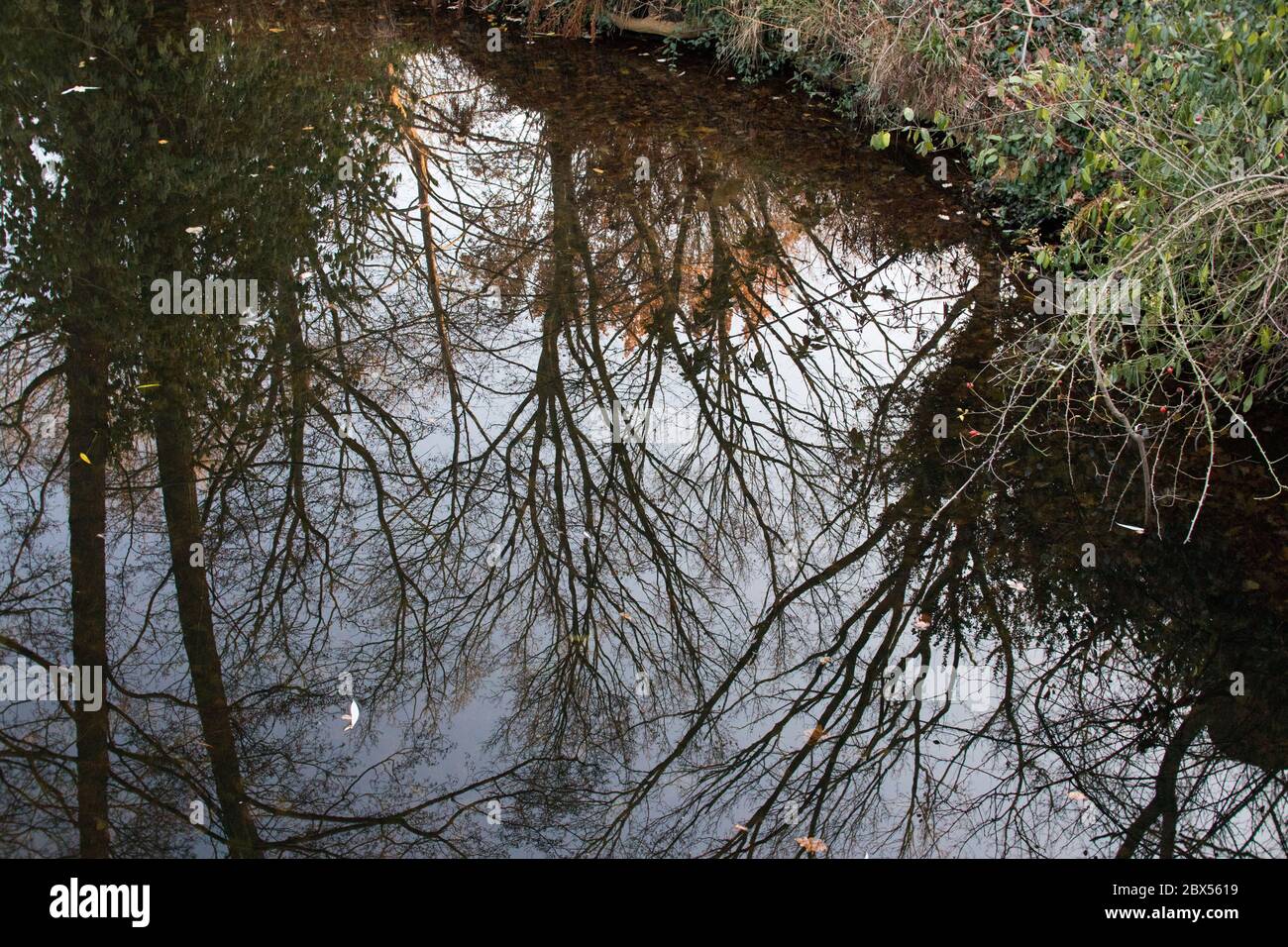 Barren trees reflect on the surface of a still pond in midwinter Stock ...