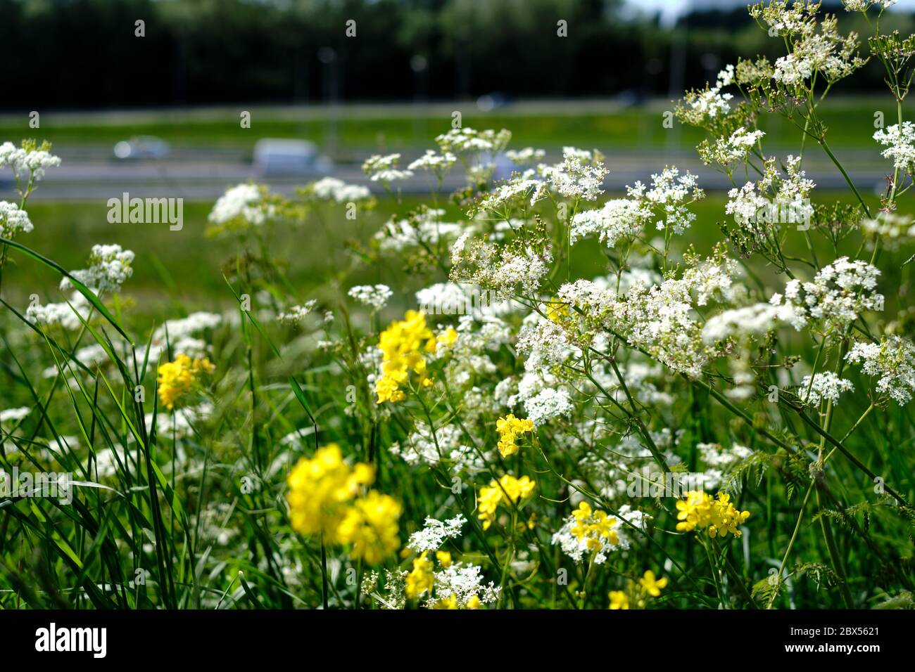 Grass, flowers and weeds in a field Stock Photo - Alamy