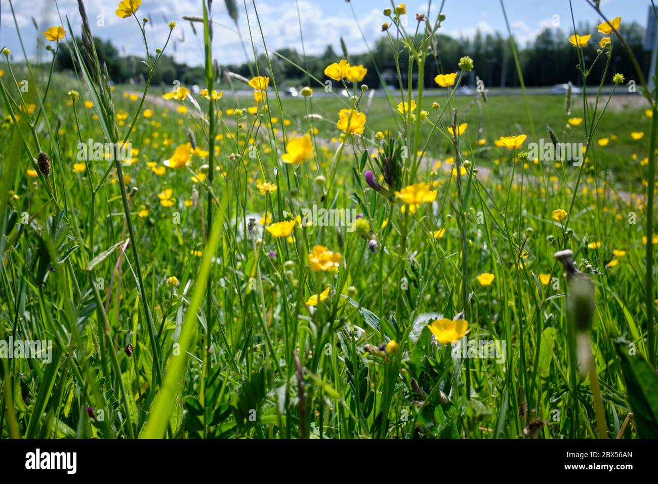 Grass, flowers and weeds in a field Stock Photo - Alamy