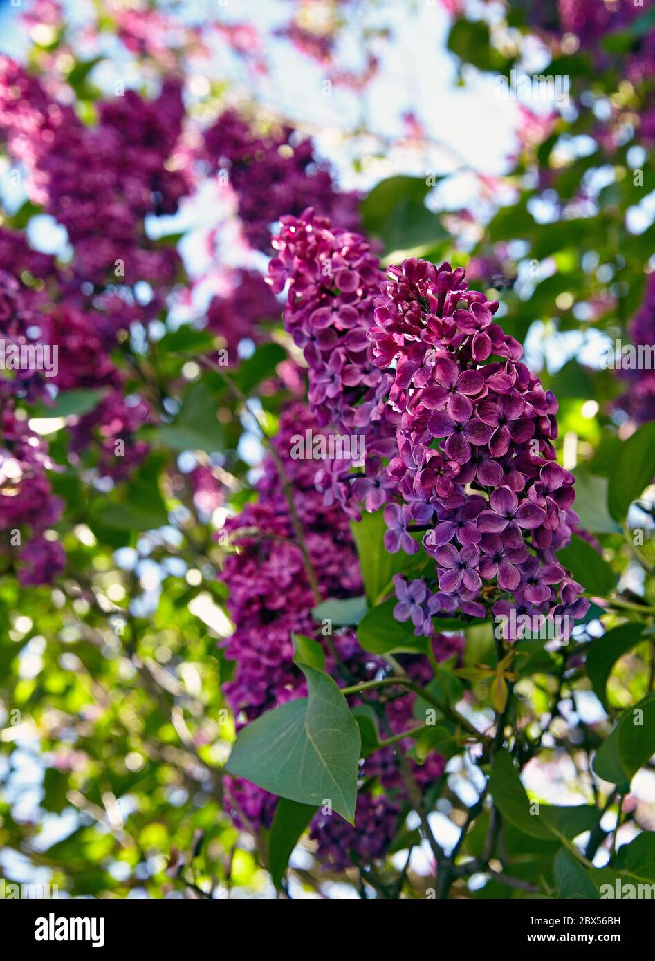 Close up of a beautiful dark purple Lilac bush Stock Photo - Alamy