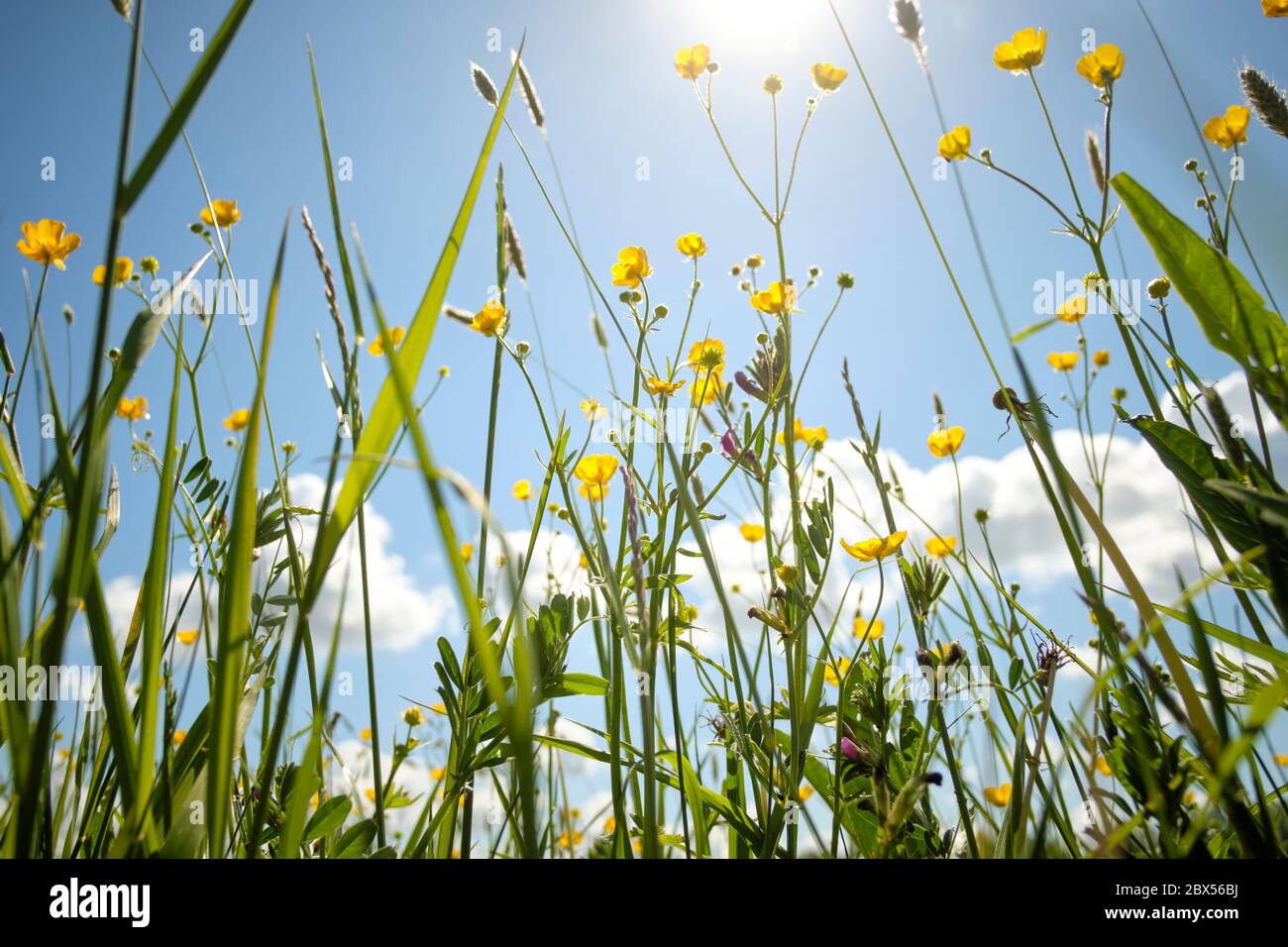 Grass, flowers and weeds in a field Stock Photo - Alamy
