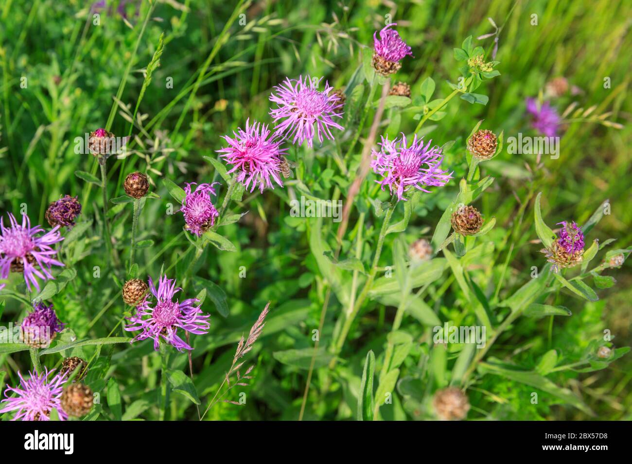 Corn flowers hi-res stock photography and images - Alamy