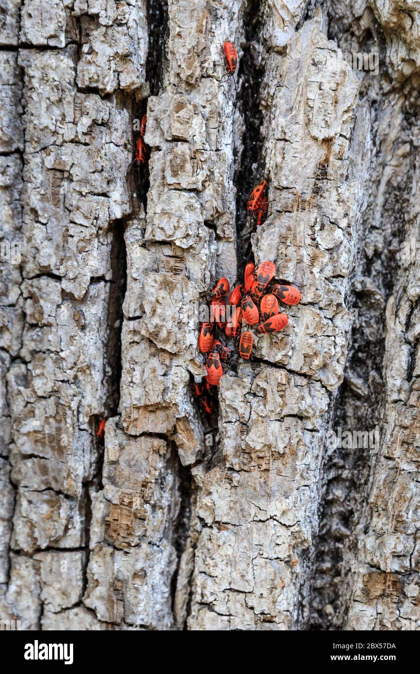 Red bugs hi-res stock photography and images - Alamy