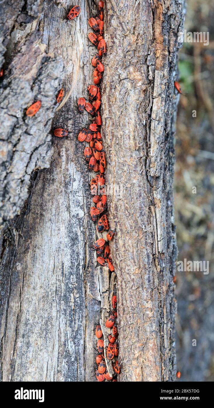 Large group of firebugs or red bugs (Pyrrhocoris apterus), also called ...