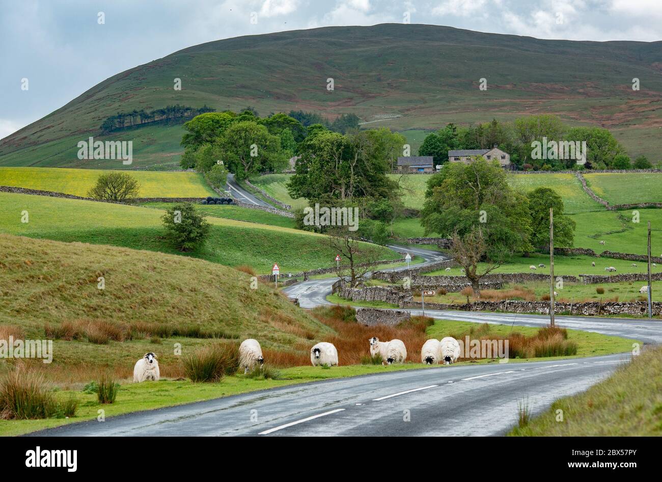 Ravenstonedale, Kirkby Stephen, Cumbria, UK. 4th June, 2020. Rough Fell ...