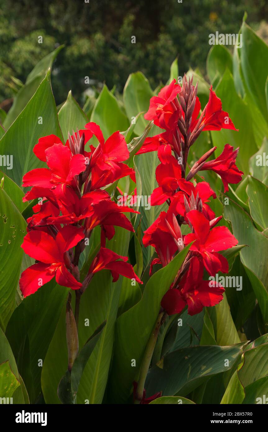 Sydney Australia, bright red flowering stems of canna lily Stock Photo ...