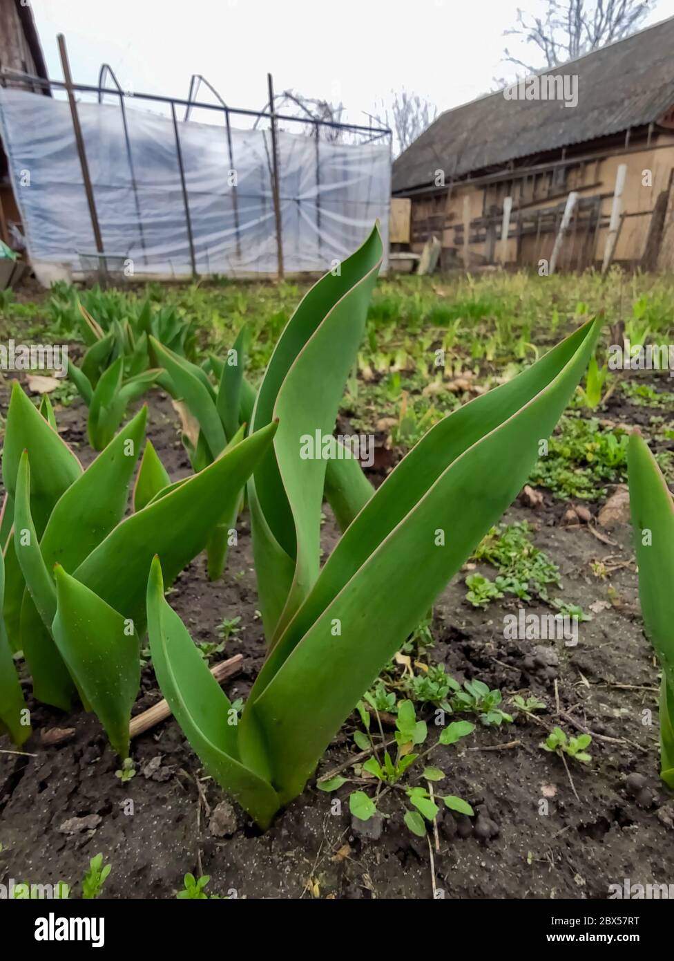 flower leaves grow from the ground in garden Stock Photo - Alamy