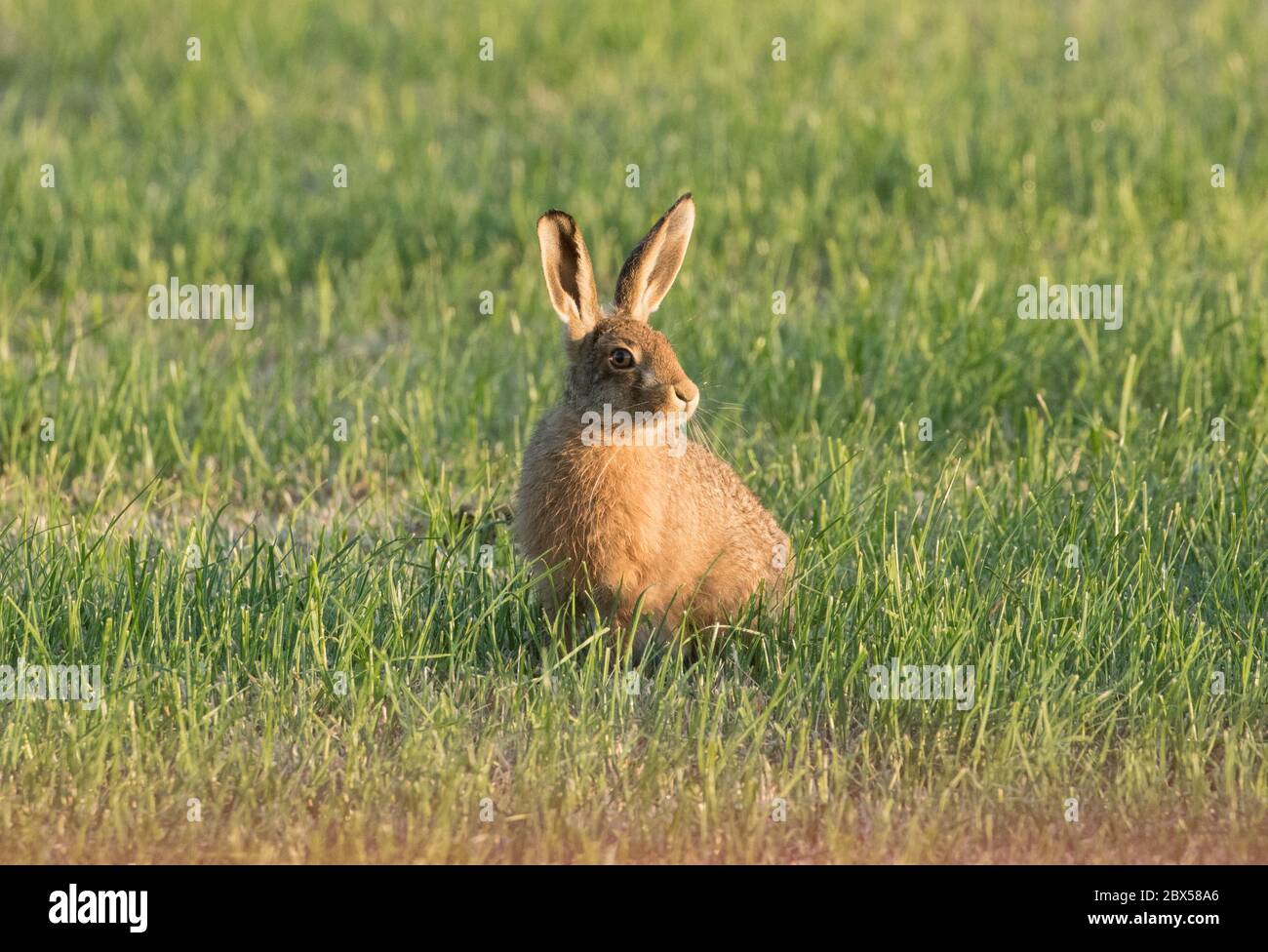 Leveret road hi-res stock photography and images - Alamy