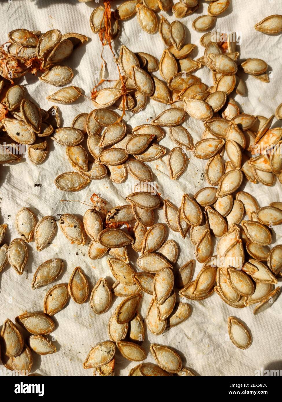 a pumpkin seeds are dried on paper Stock Photo - Alamy