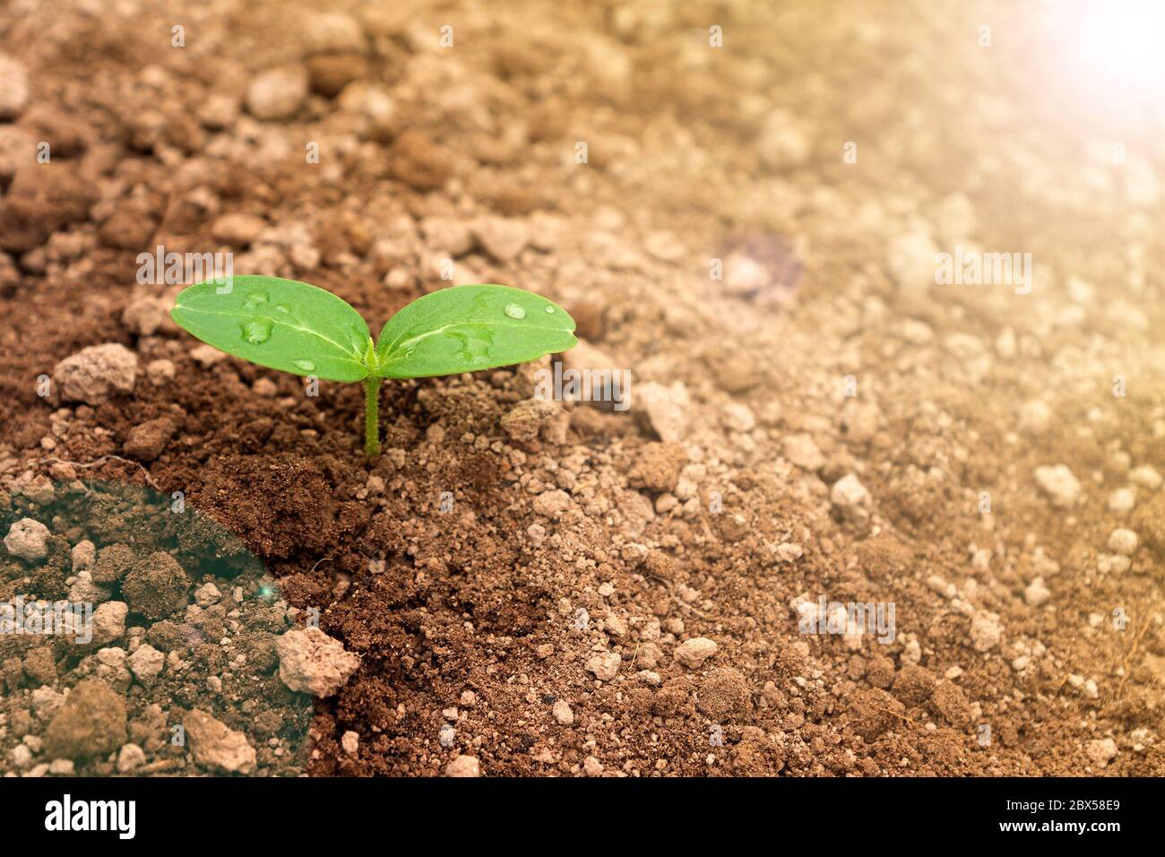 Cucumber seedlings close up hi-res stock photography and images - Alamy