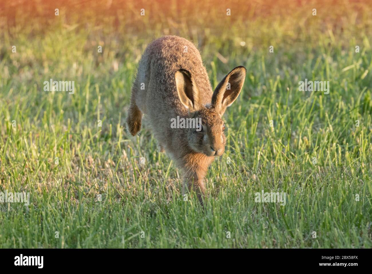 Leveret road hi-res stock photography and images - Alamy