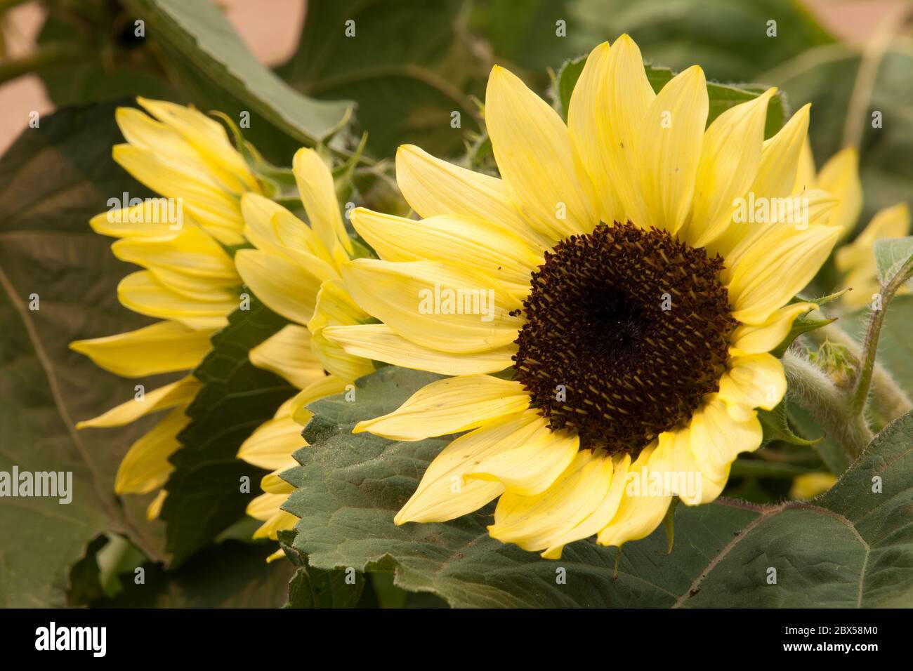 Sunflower farm australia hi-res stock photography and images - Alamy