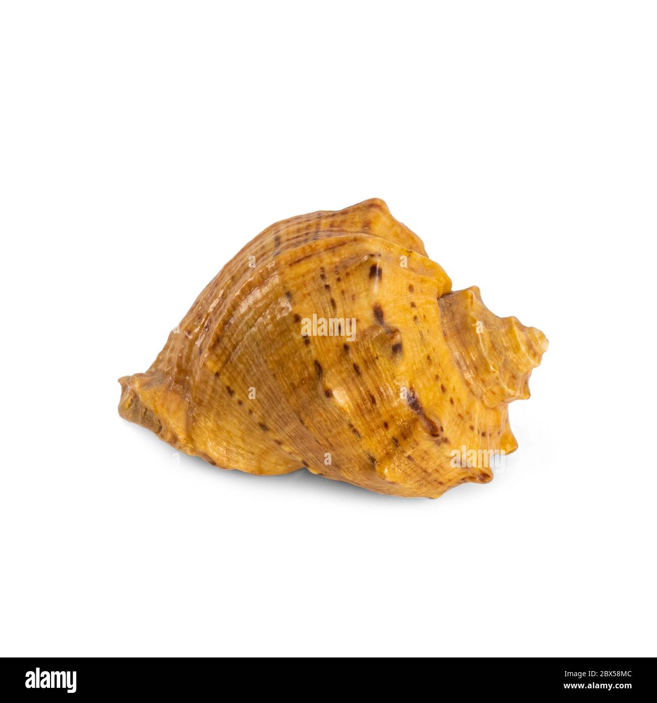 sea shell isolated on white background, decorative seashell Stock Photo ...