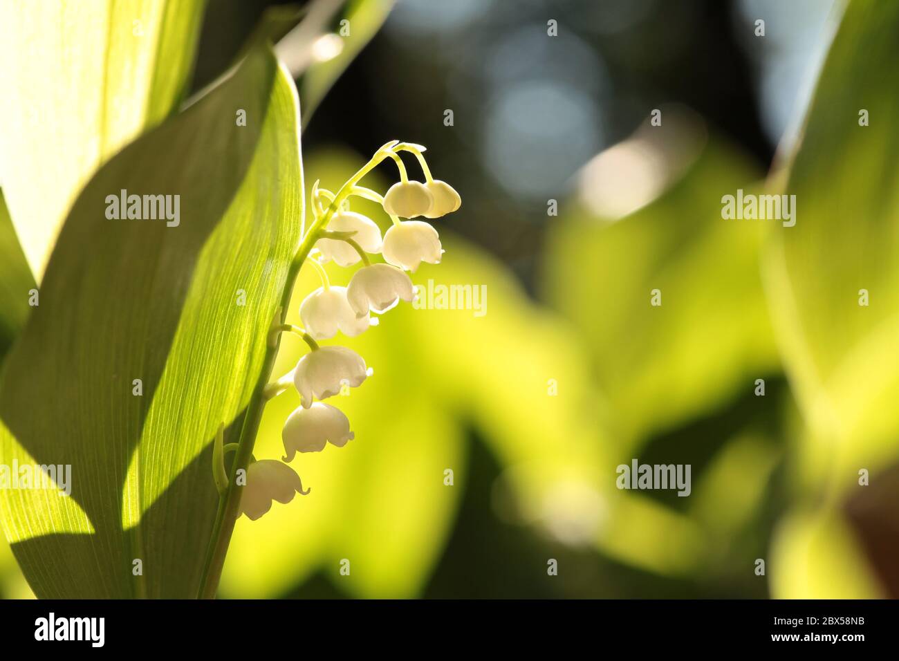 Lily nature forest hi-res stock photography and images - Alamy