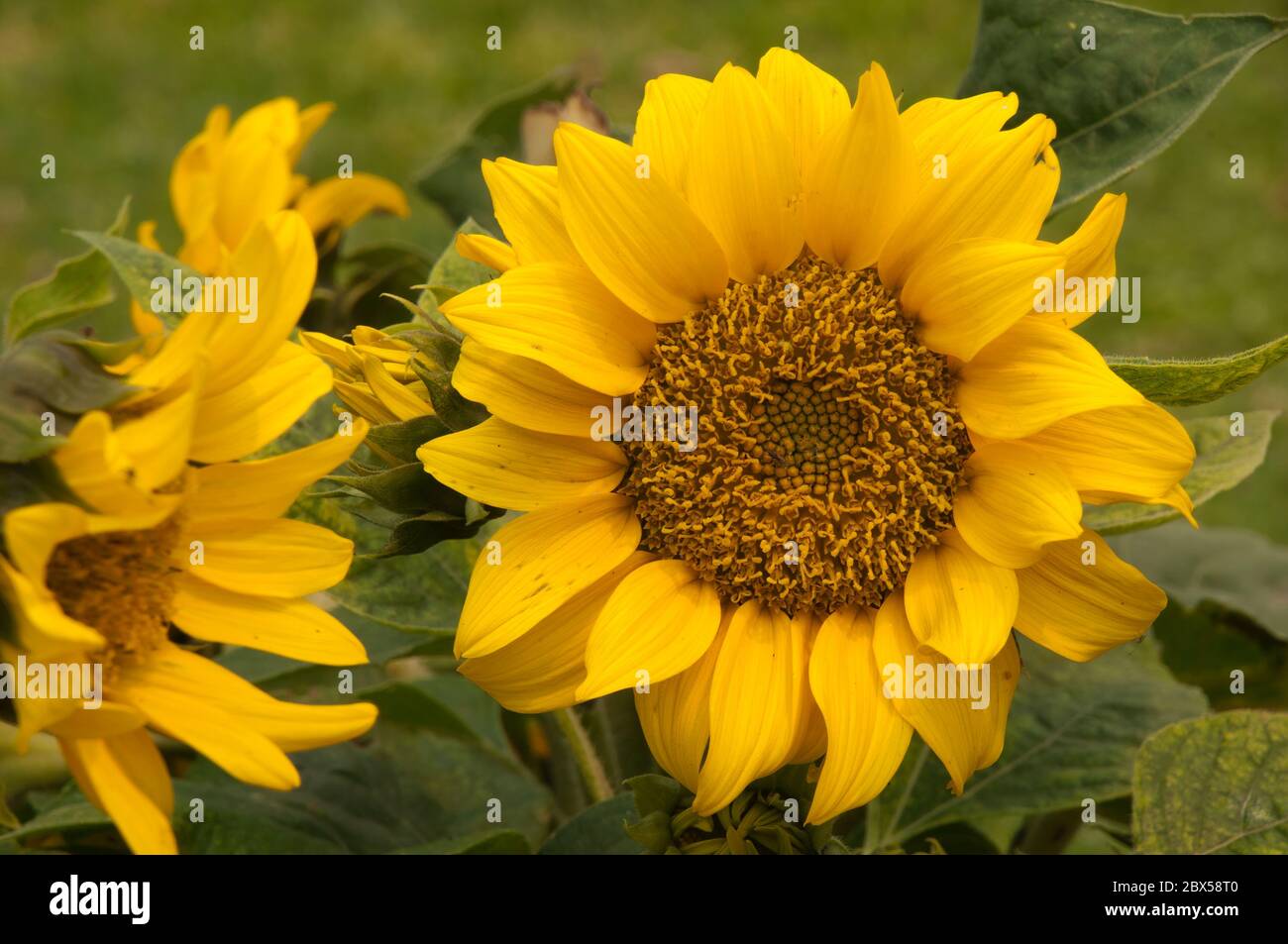 Dwarf summer spray hi-res stock photography and images - Alamy