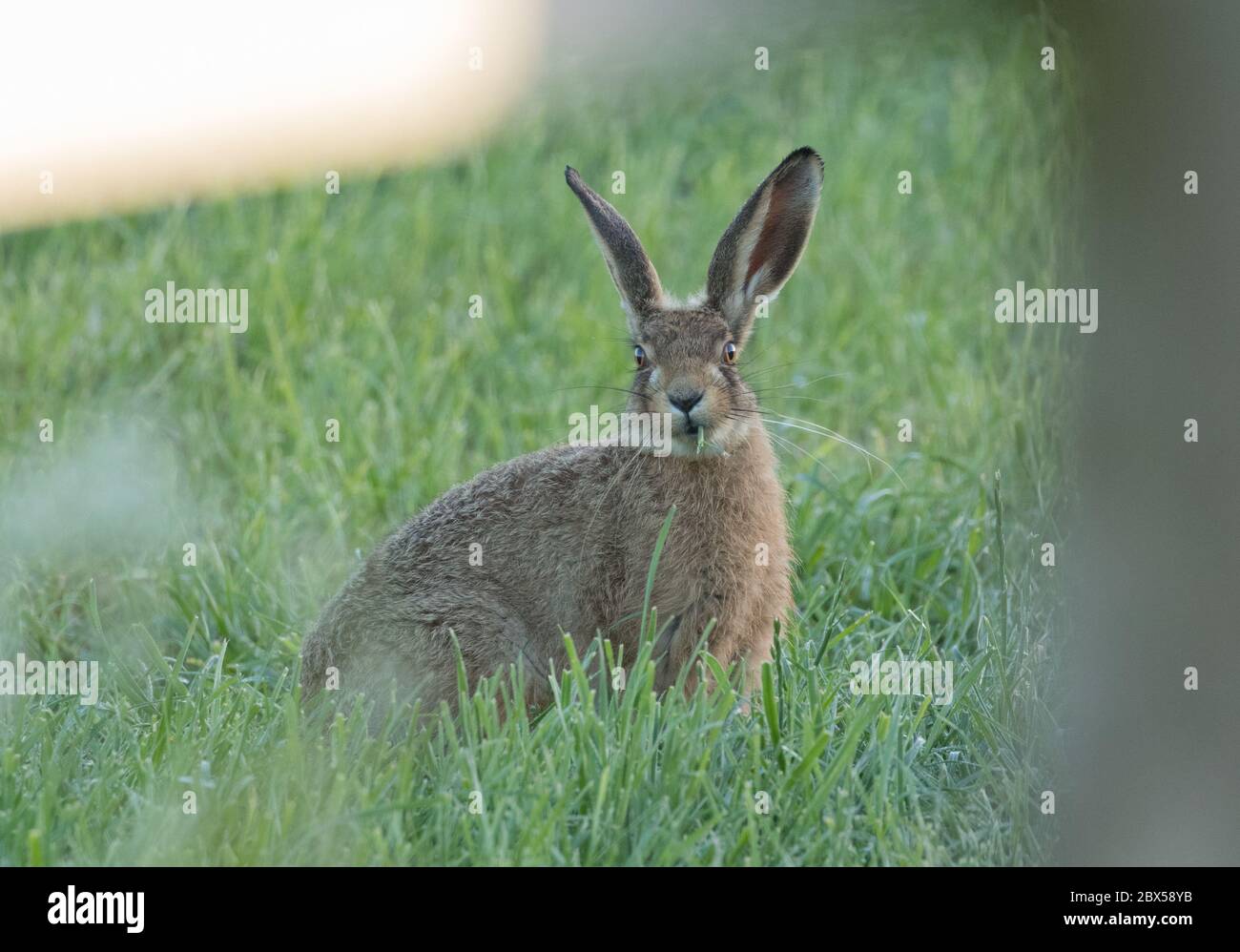 Leveret road hi-res stock photography and images - Alamy