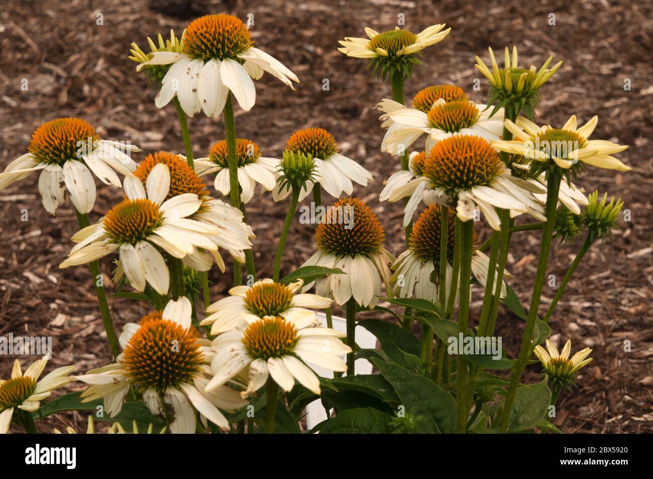 Cream Colored Flowers High Resolution Stock Photography and Images - Alamy