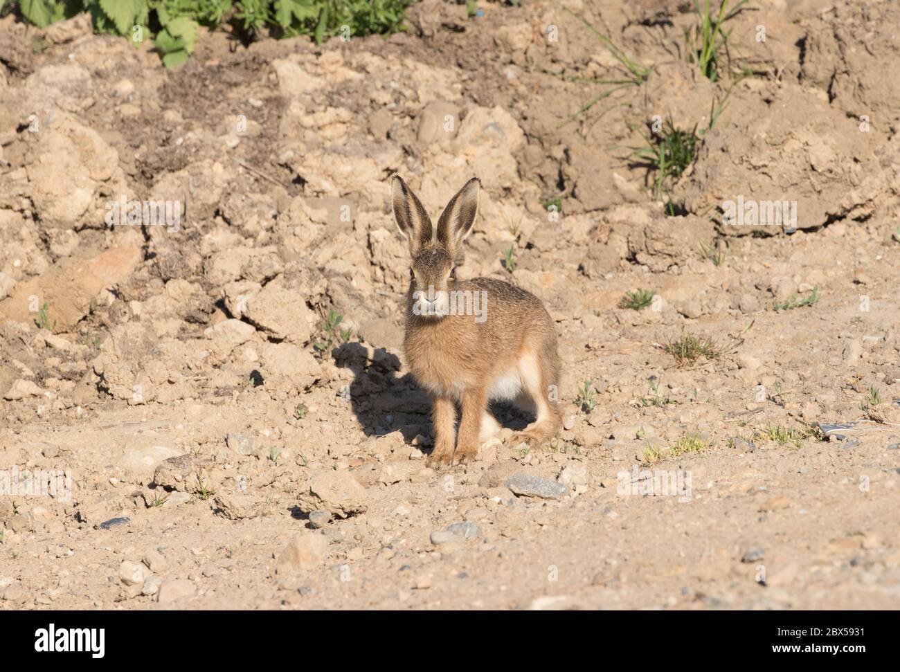 Leveret, Watergate Road, Harrogate, North Yorkshire Stock Photo - Alamy