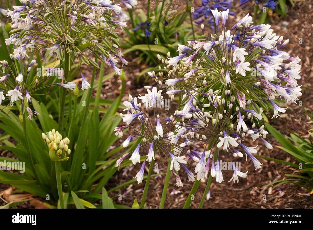Sydney Australia, white and purple flower ball of a Agapanthus or lily ...