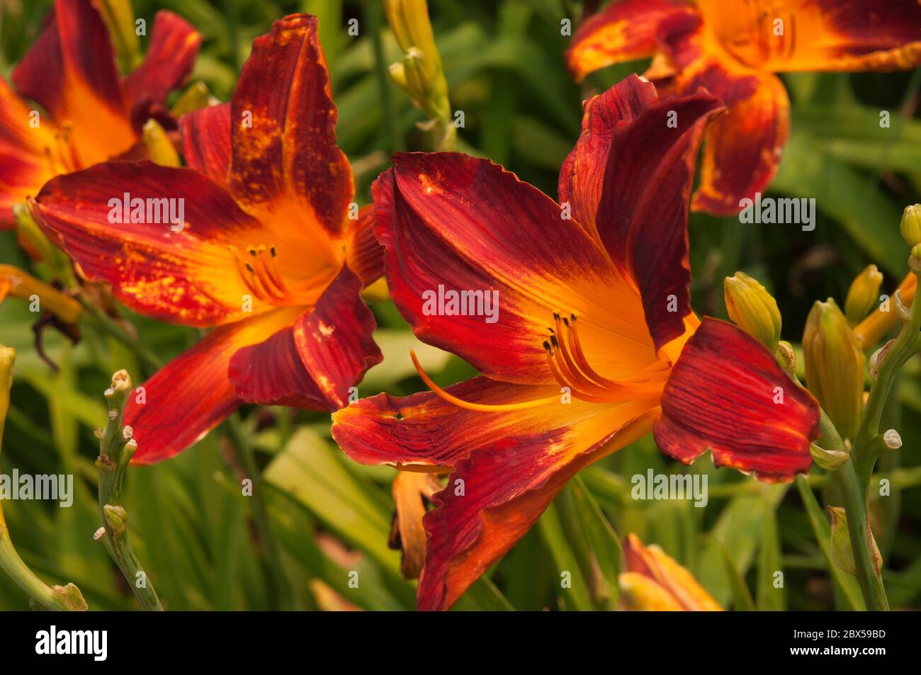 Spring bulbs australia hi-res stock photography and images - Alamy