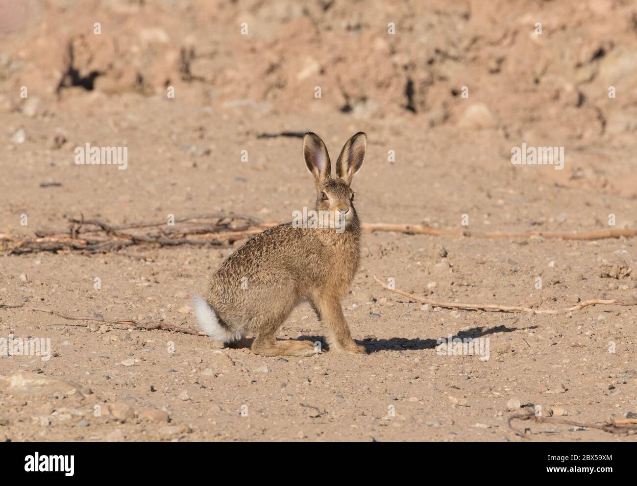 Leveret road hi-res stock photography and images - Alamy