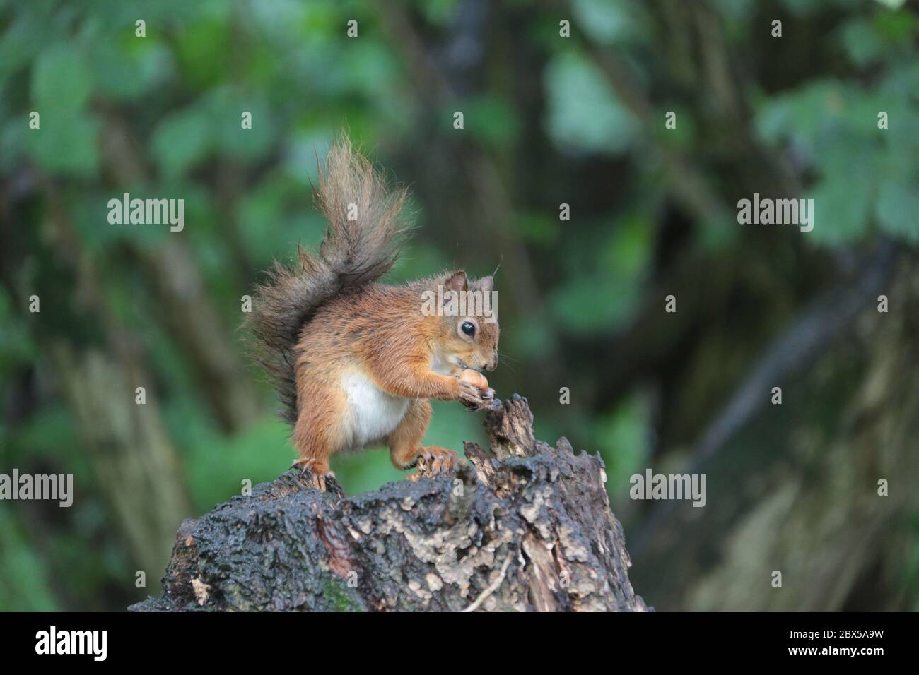 Scottish Red Squirrel feeding Stock Photo - Alamy