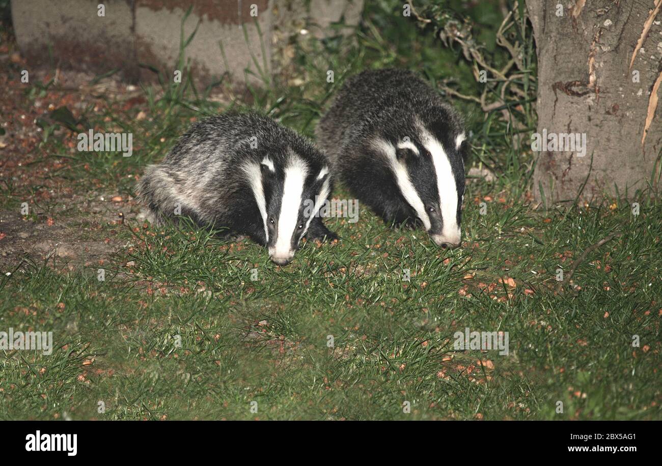 British badgers hi-res stock photography and images - Alamy