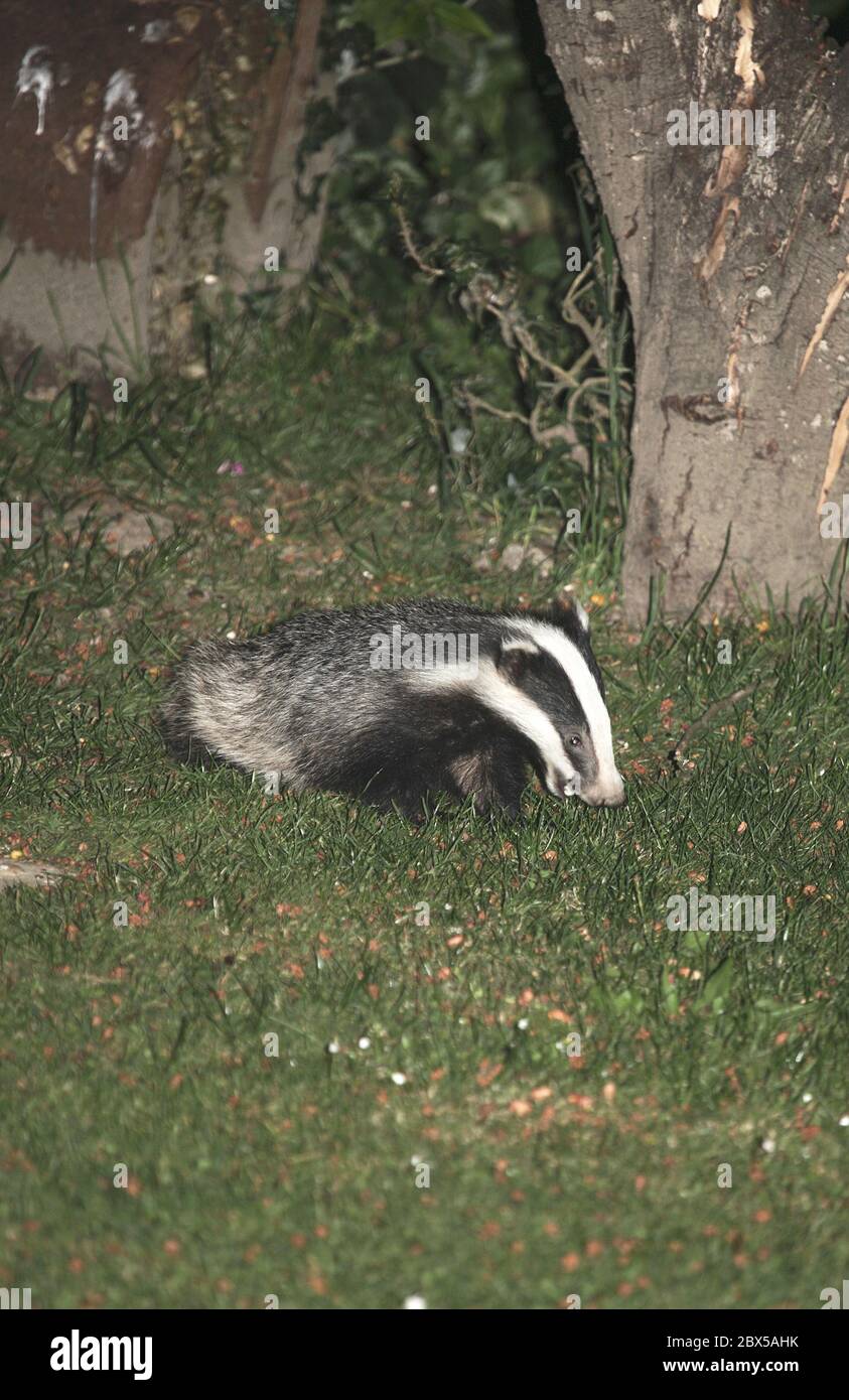 Badgers hi-res stock photography and images - Alamy