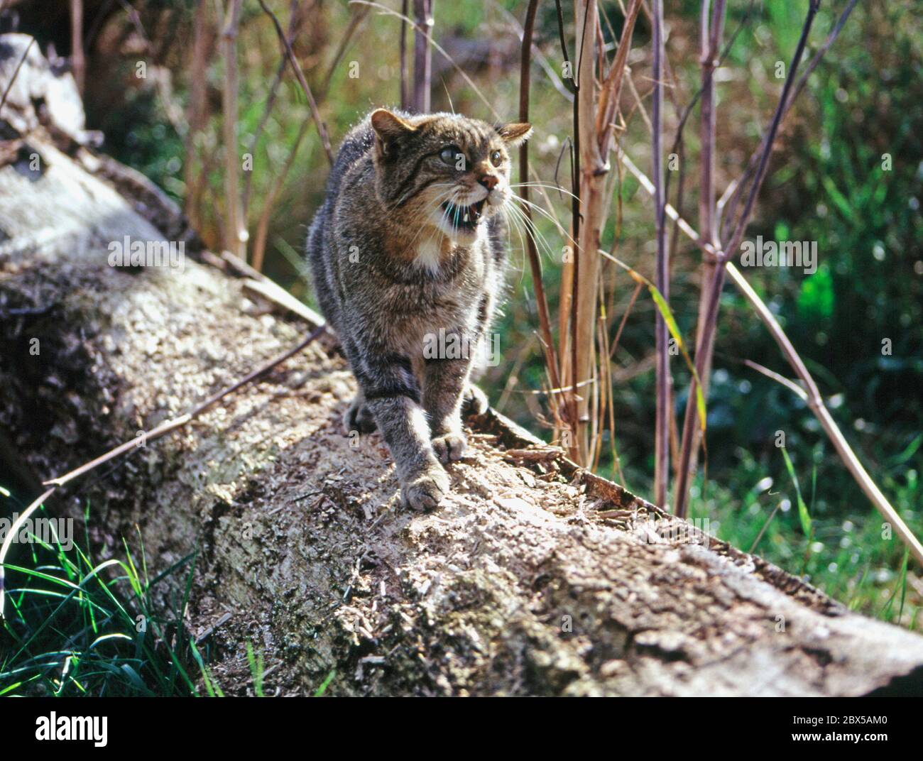 Scottish wild cat family hi-res stock photography and images - Alamy