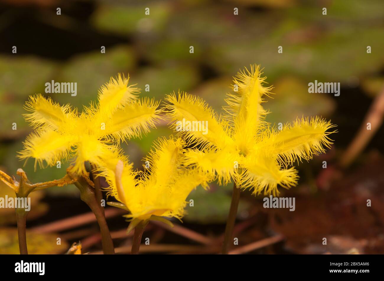 Wavy marshwort hi-res stock photography and images - Alamy