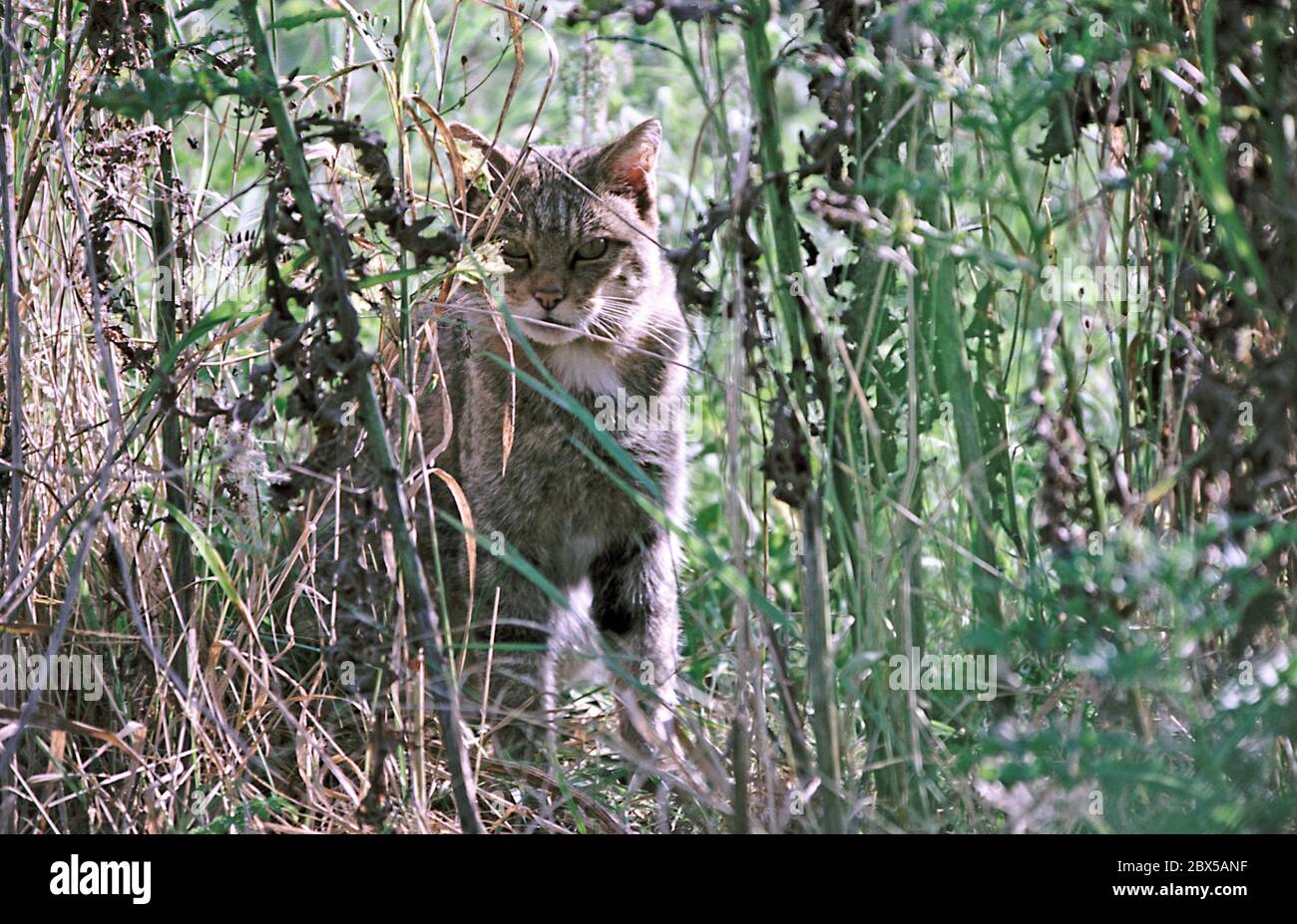 Scottish wildcat tail hi-res stock photography and images - Alamy