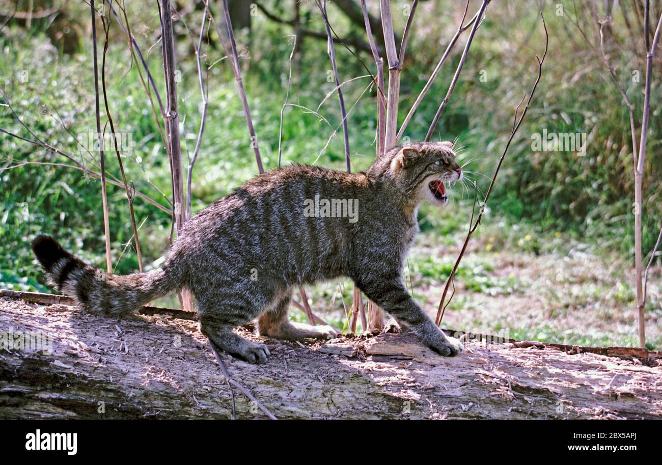 The Scottish Wild Cat Stock Photo - Alamy
