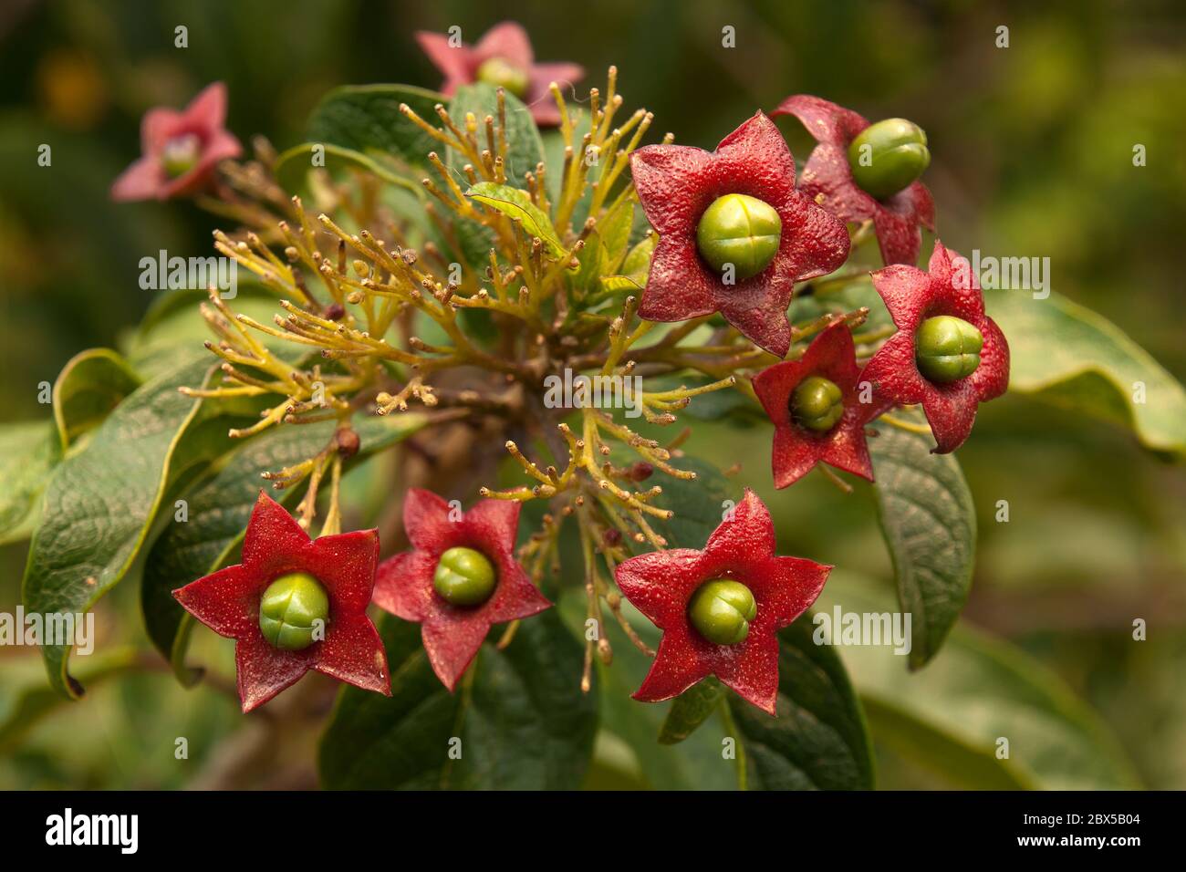 Sydney Australia, fruit of the Clerodendrum floribundum or lolly bush ...