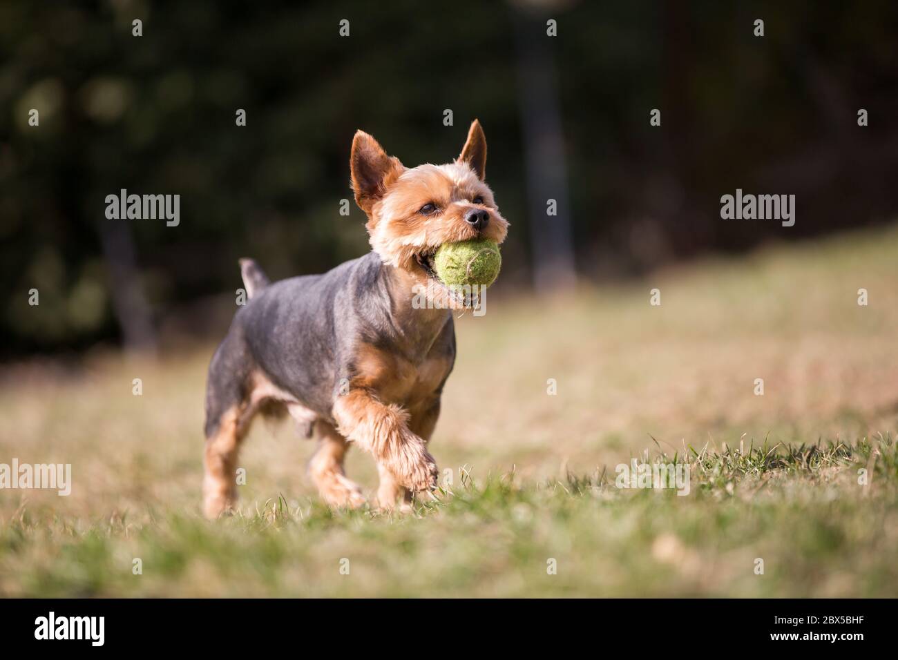 Beautiful Yorkshire terrier playing with a ball on a grass, mammal ...