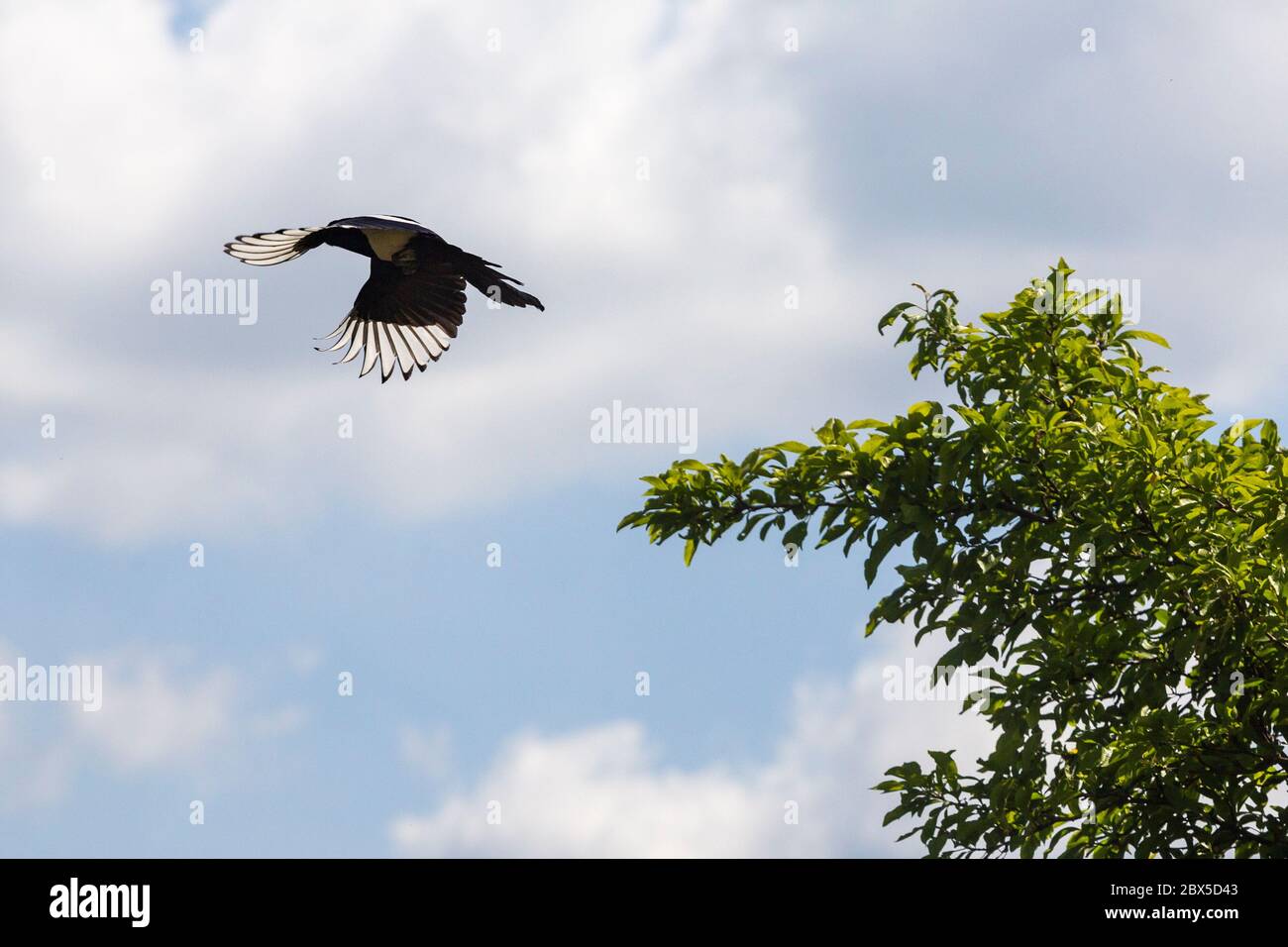 Pica pica, Eurasian magpie, Common magpie, animal, nature, tree. (CTK ...