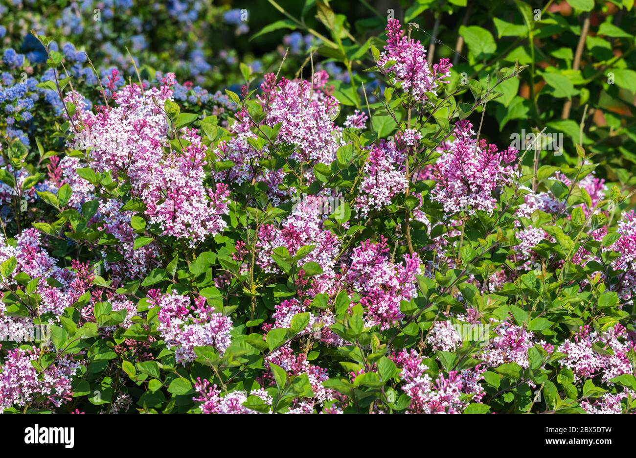 Common purple lilac syringa vulgaris hi-res stock photography and ...