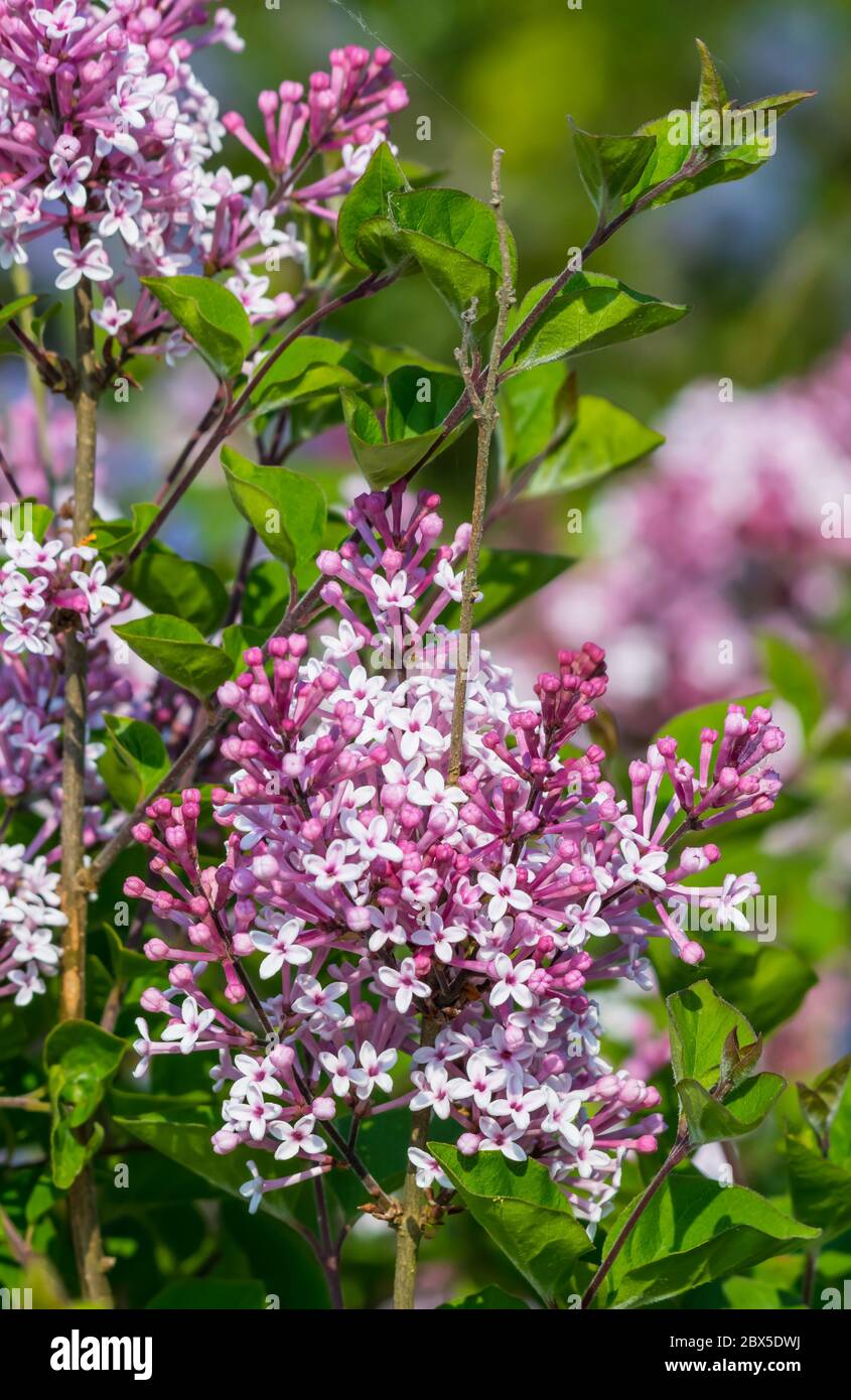 Common purple lilac syringa vulgaris hi-res stock photography and ...
