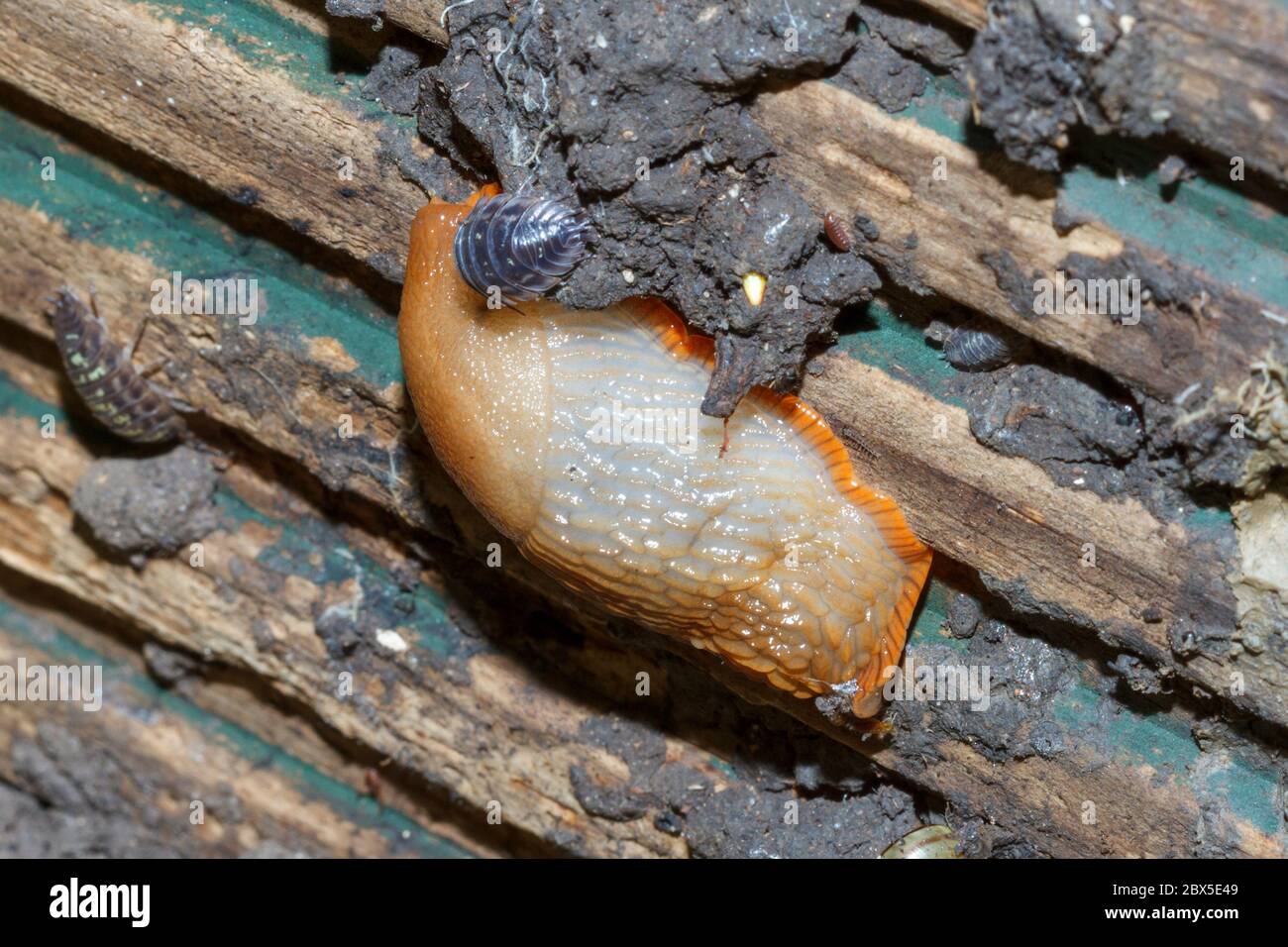 Arion ater slug, Sussex garden, UK Stock Photo - Alamy