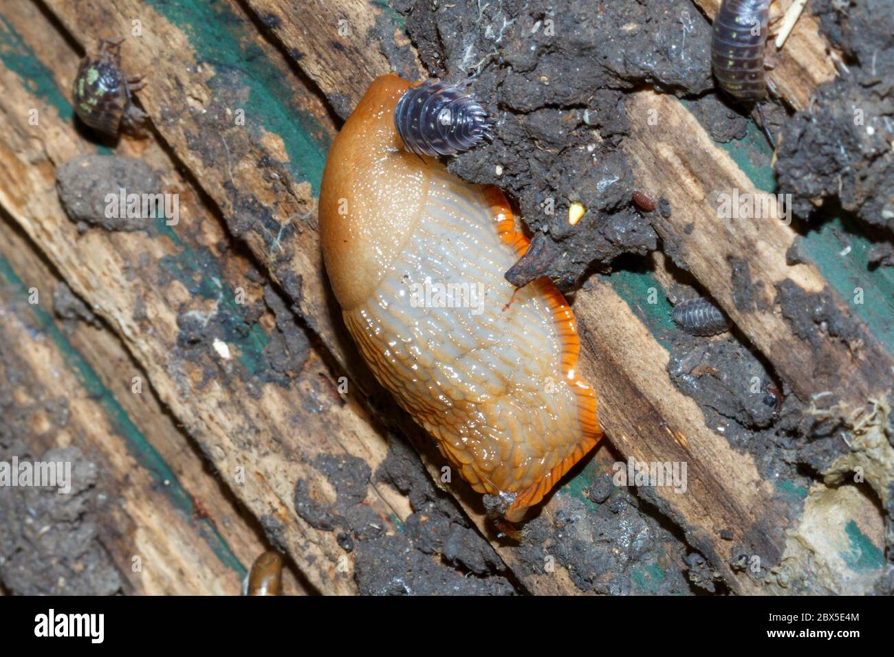 Slugs uk garden hi-res stock photography and images - Alamy