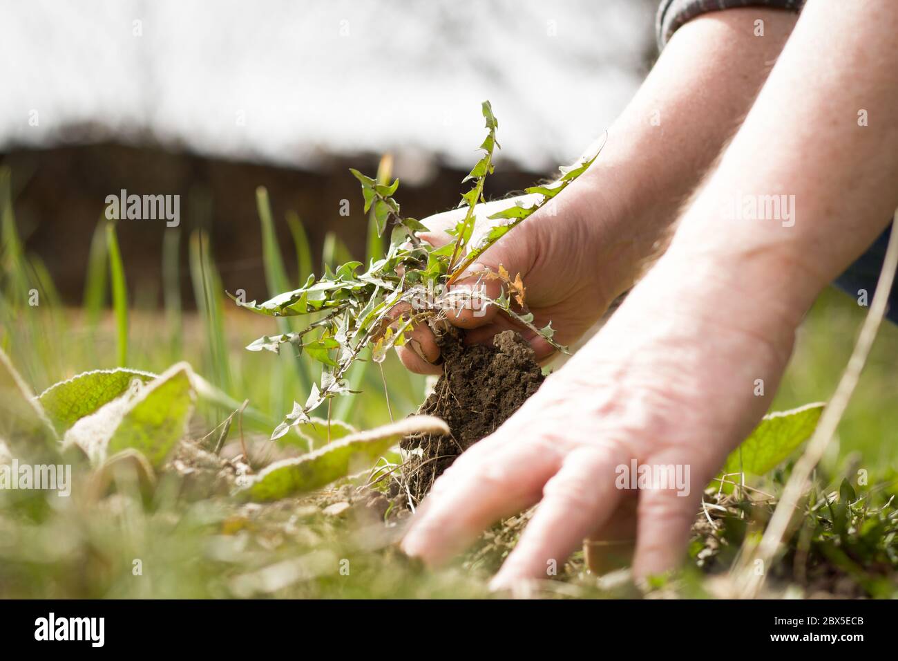 An old hand of active senior pulling out weed of his huge botanic ...
