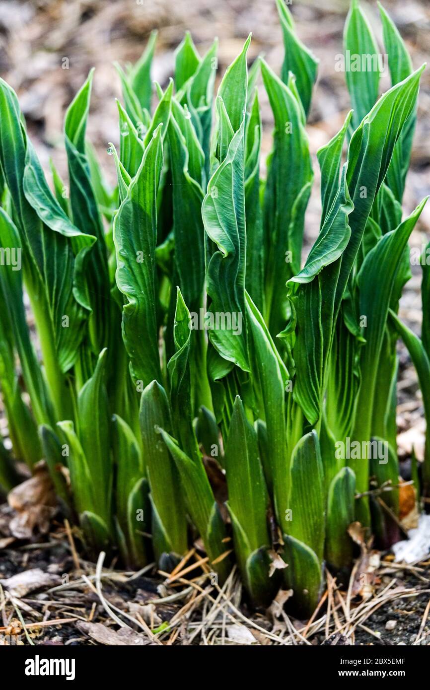 Hosta praying hands hostas praying hands hosta hi-res stock photography ...