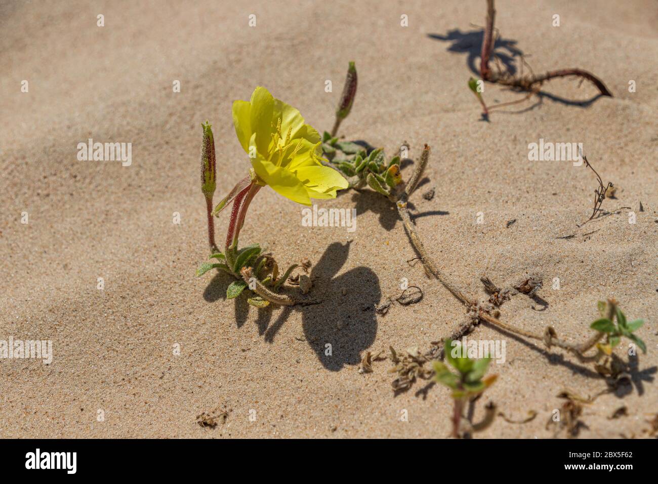 Yellow flower of beach evening primrose close-up in the sand dunes ...